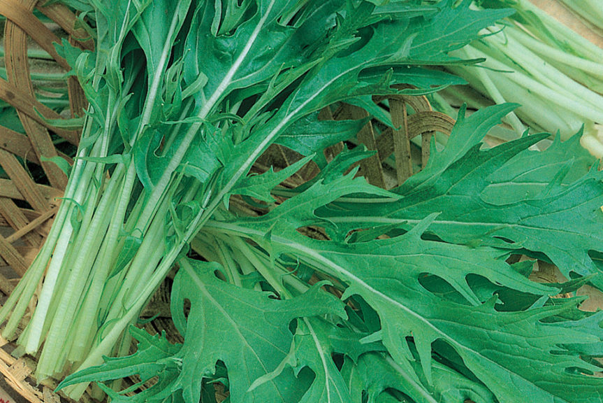 10 Leafy Green Varieties to Add to Your Crop Profile - Growing Produce
