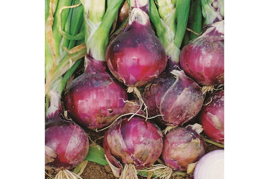 Pick Your New Crop from These 20 Onion Varieties - Growing Produce