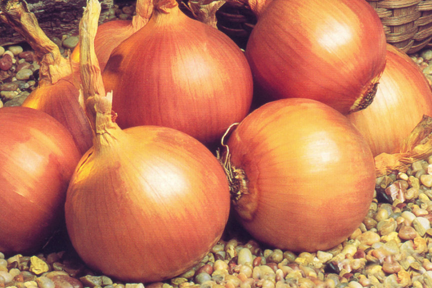 Pick Your New Crop from These 20 Onion Varieties - Growing Produce