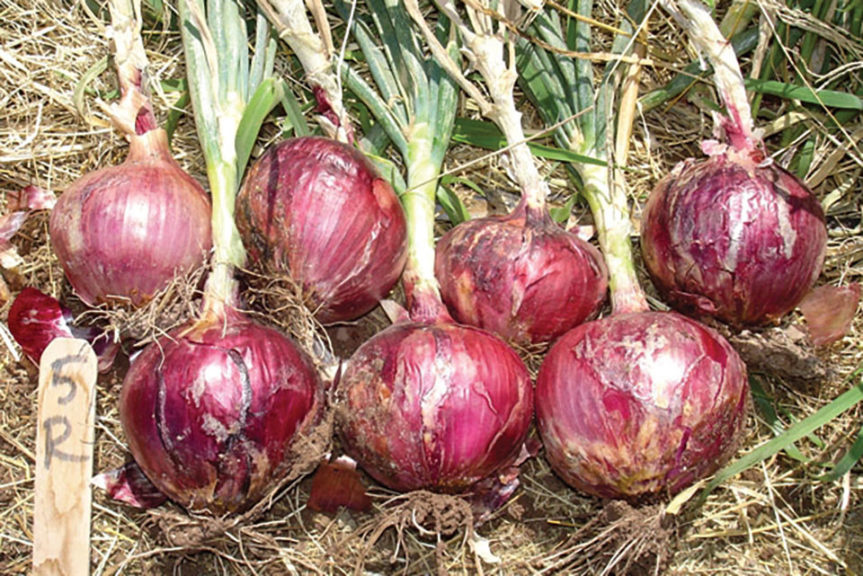 Pick Your New Crop from These 20 Onion Varieties - Growing Produce