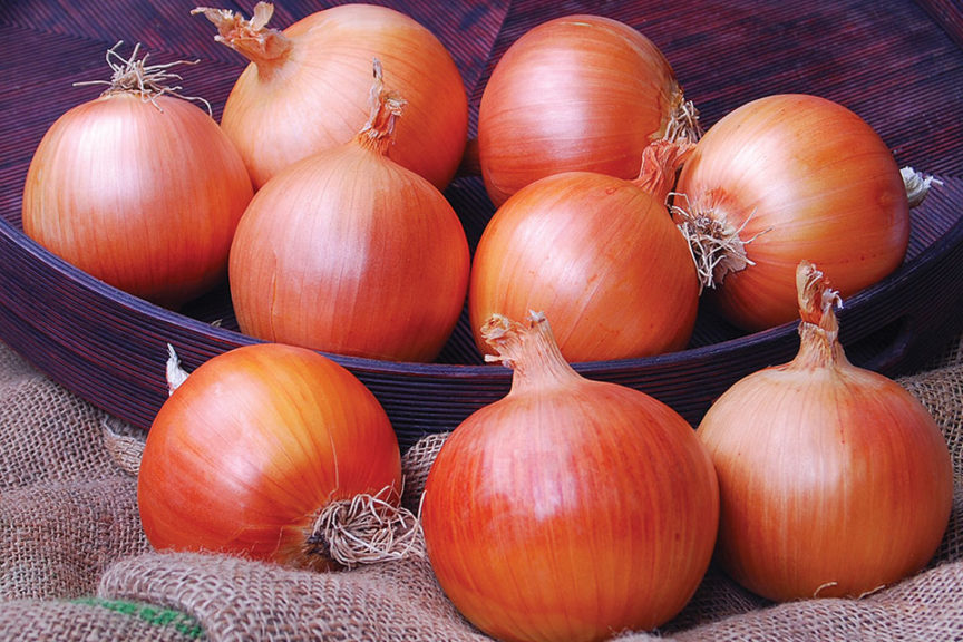 Pick Your New Crop from These 20 Onion Varieties - Growing Produce
