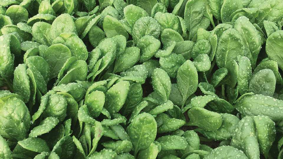 New Venture Has Baby Leaf Greens Booming on the East Coast - Growing ...