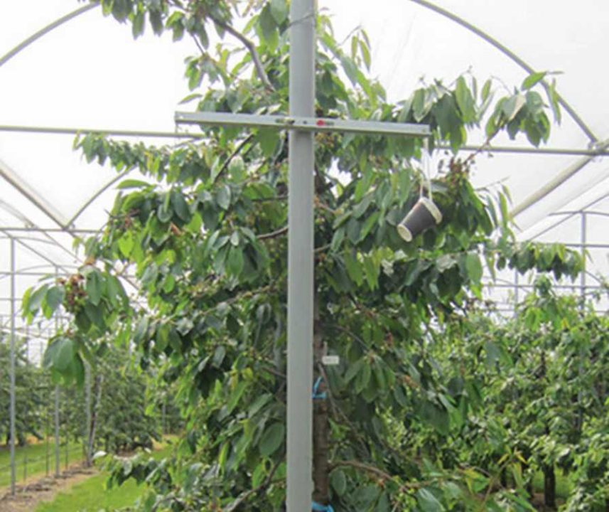 Get to Know the New 'Table Top' Training System for Cherries - Growing ...