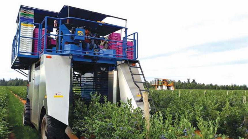 Berry Experts Flesh Out Future of the Industry - Growing Produce
