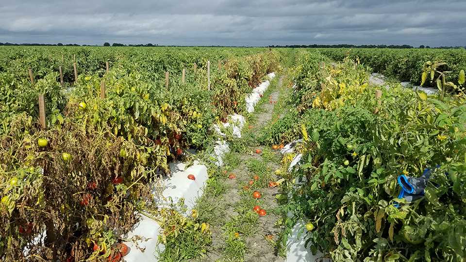 Field Scouting Guide: Root-Knot Nematode - Growing Produce
