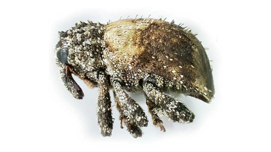 Beware of Cuban Pepper Weevil in Your Crops - Growing Produce