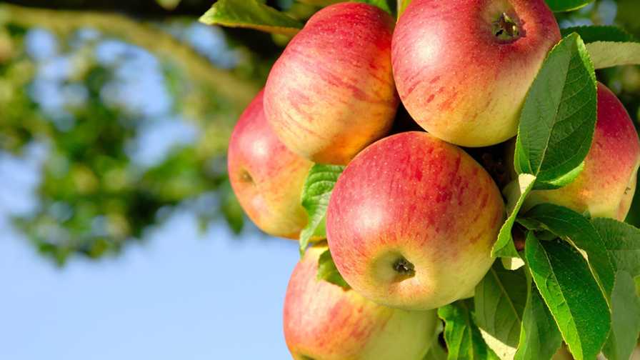 Healthy Plant Nutrition Advice for Apple Growers - Growing Produce