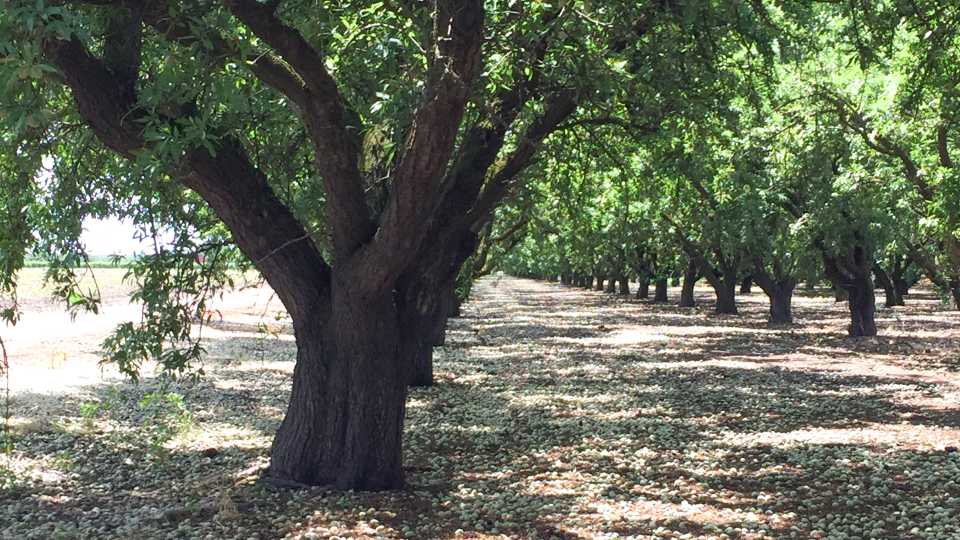 How Nut Growers Can Get the Best of Brown Marmorated Stink Bug ...