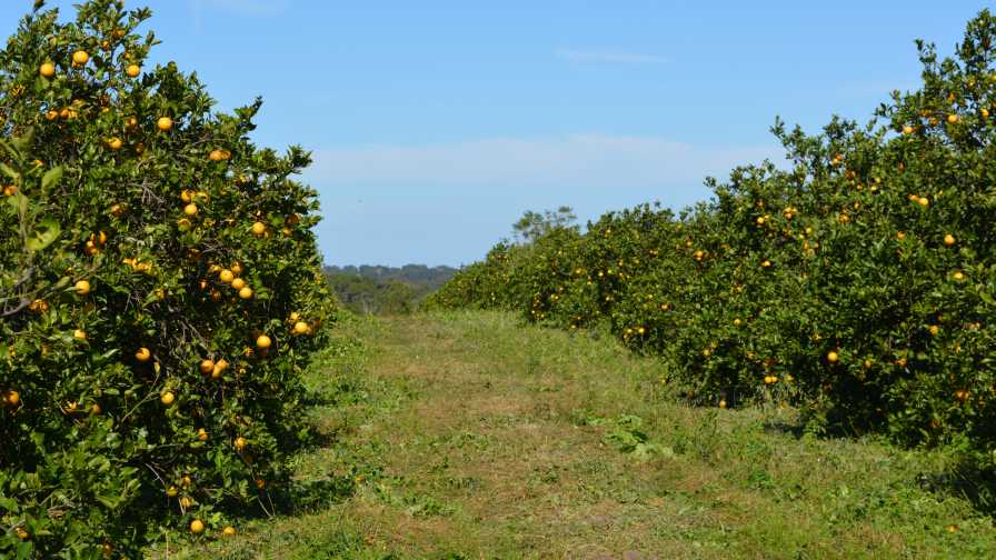 Latest Florida Citrus Forecast Shows the Bleeding Has Stopped for Now ...