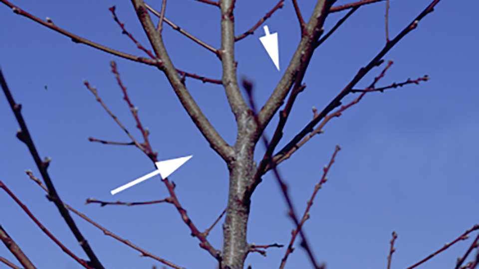 Focus on Stubs for Peach Tree Training - Growing Produce