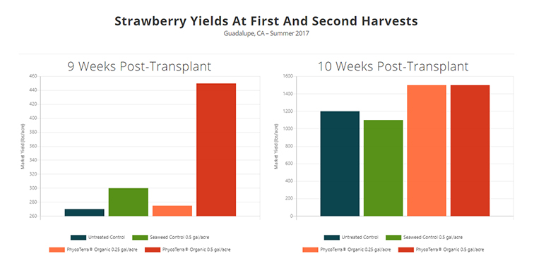 Choose Tomato Varieties With The Best Disease-Resistance Packages ...