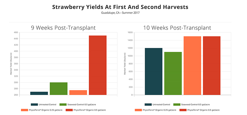 Tips To Step Up Your Strawberry Nutrient Management Plan - Growing Produce