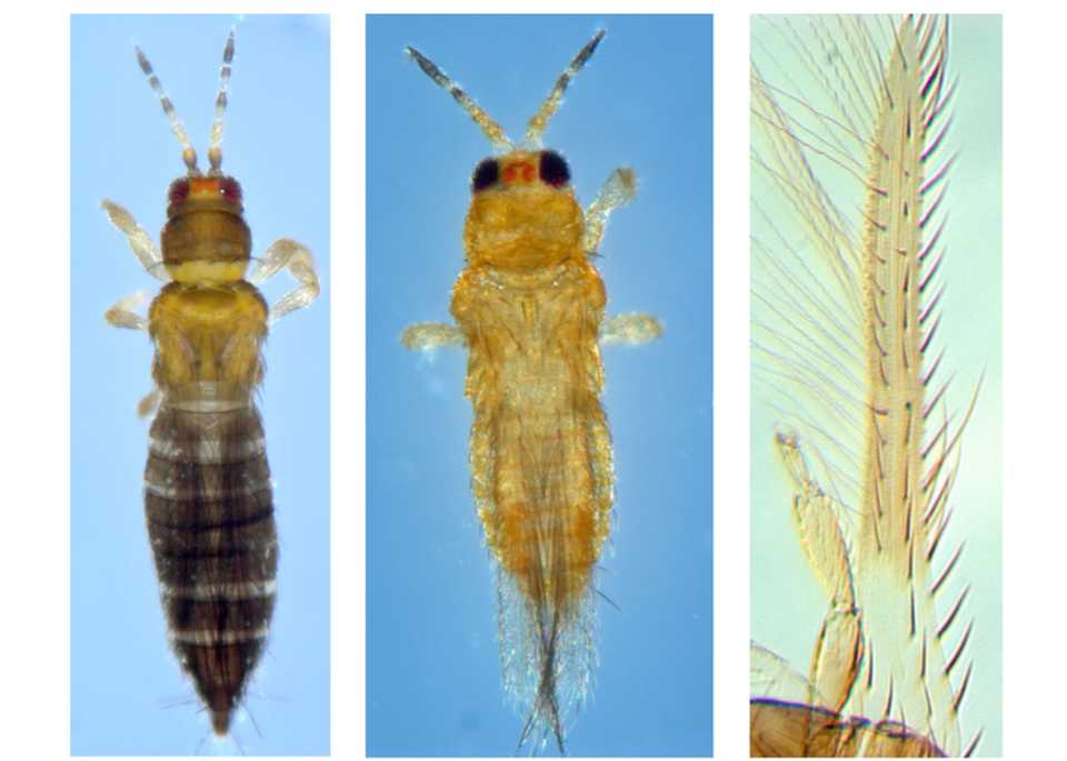 Double Trouble for Florida Growers? 2 More Exotic Pests Found - Growing ...