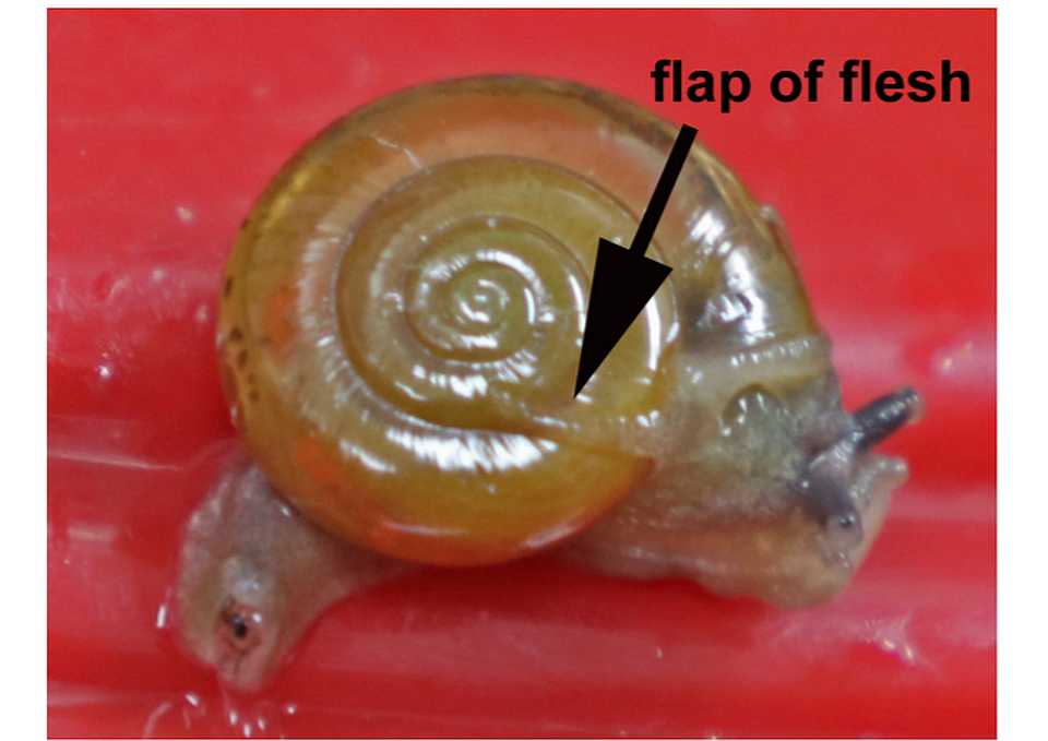 Double Trouble for Florida Growers? 2 More Exotic Pests Found - Growing ...