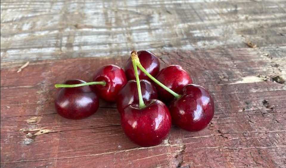Get to Know the 'Audra Rose' Cherry - Growing Produce