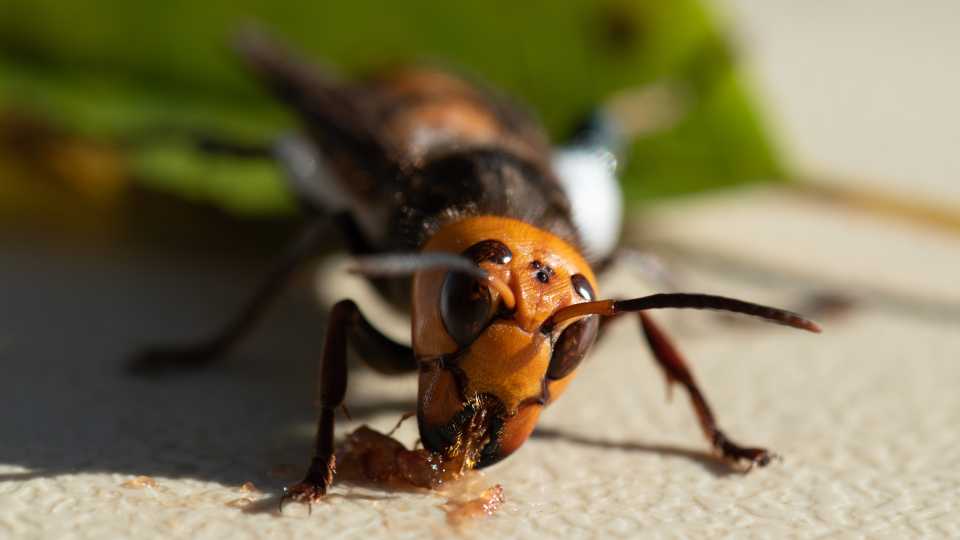 How the First Asian Giant Hornet Nest in the U.S. Was Found - Growing ...