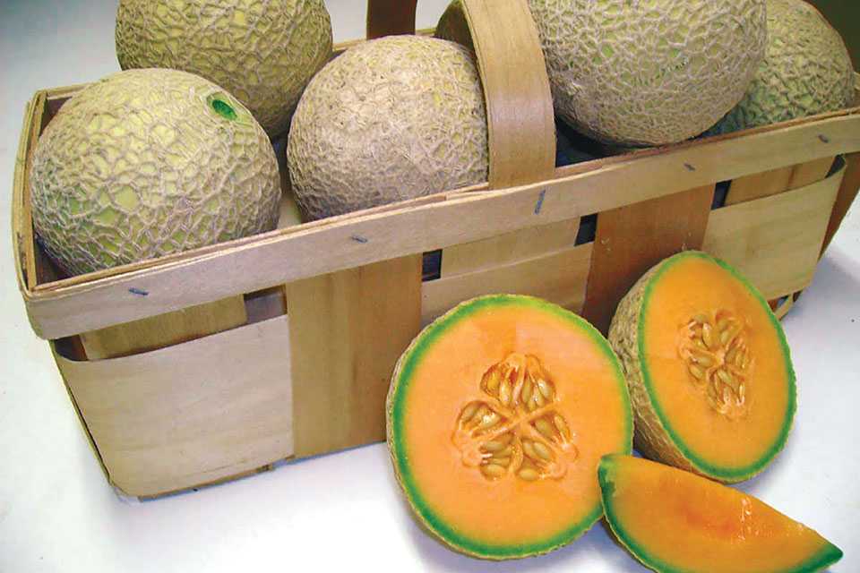 16 Cantaloupe and Other Melon Varieties To Get Excited About - Growing ...