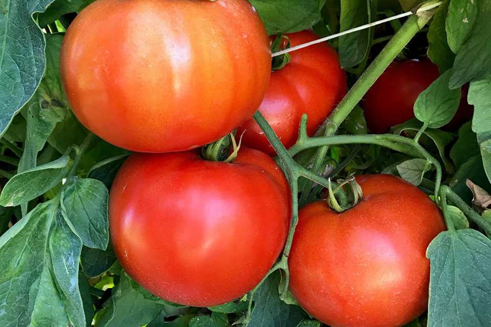 Why Flavor Really Matters for Vegetable Varieties - Growing Produce