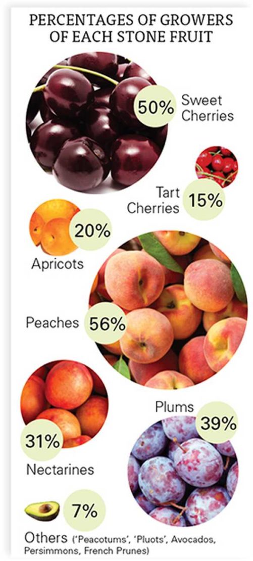 Harvest Timing on the Minds of Stone Fruit Growers - Growing Produce