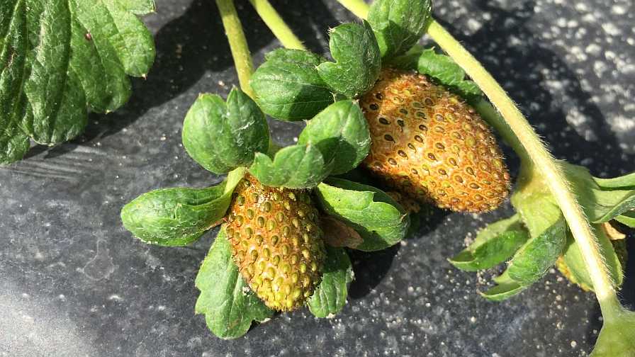Can Chilli Thrips Be Defeated by Using Less Pesticide? - Growing Produce