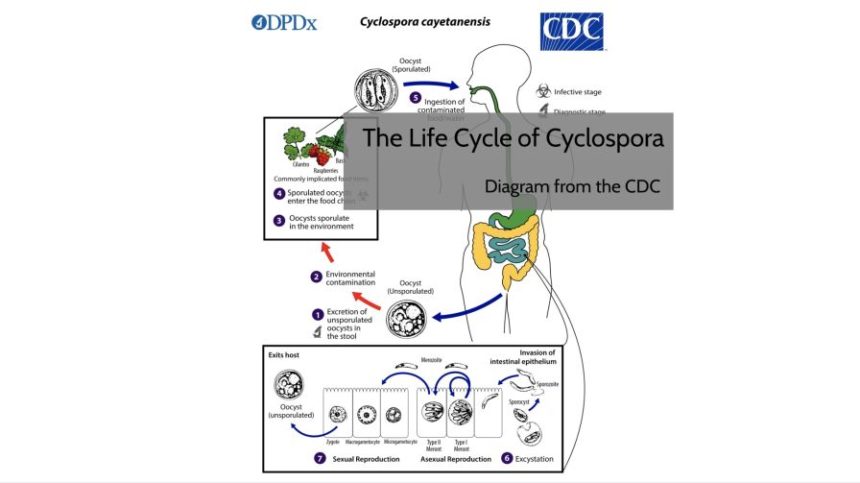 Cyclospora outbreak Archives - Growing Produce
