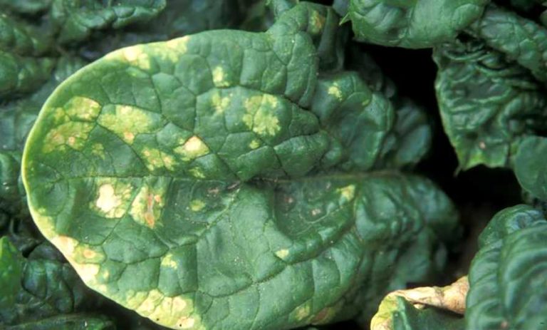 What It Takes To Protect Spinach from Downy Mildew - Growing Produce