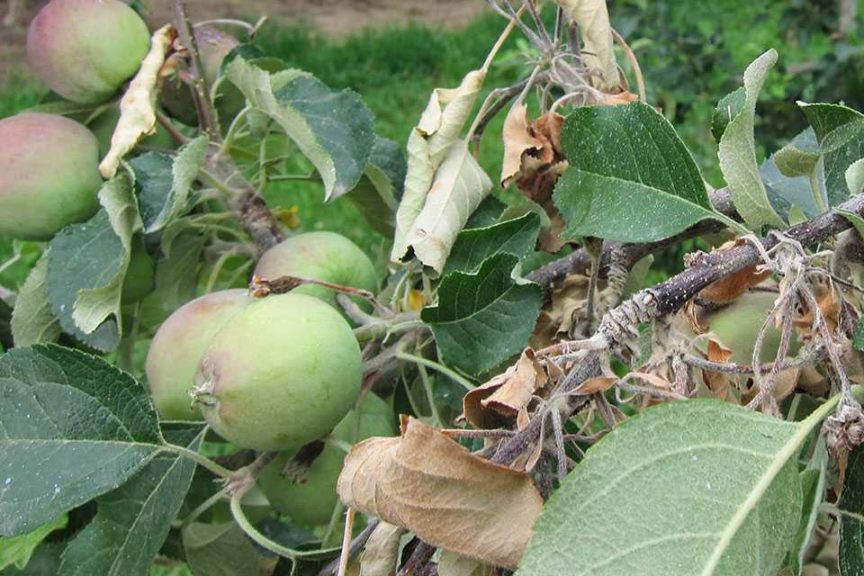 The Organic Solution To Fight Fire Blight? - Growing Produce