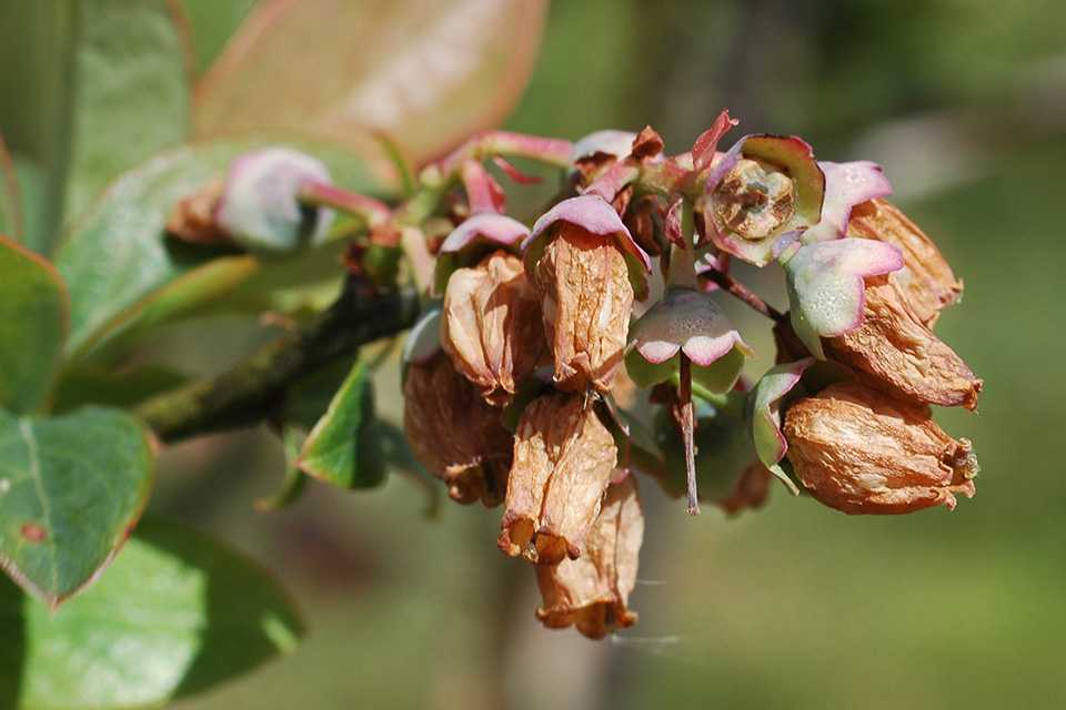 Active Frost and Freeze Protection for Berry Crops | Seneca County ...