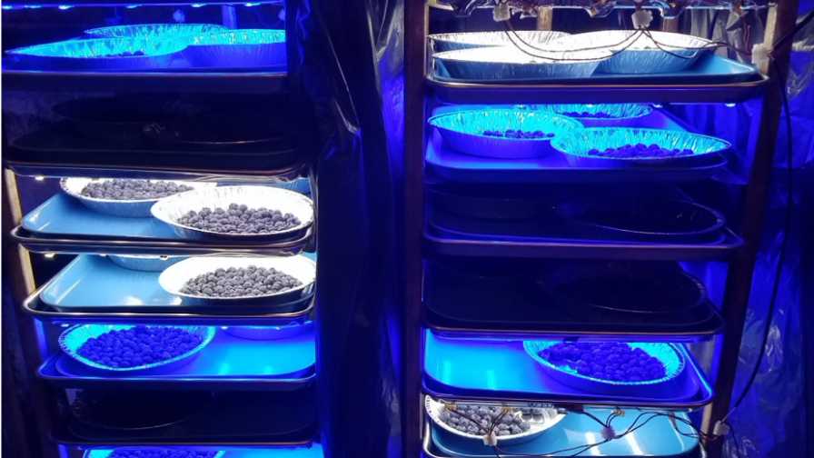 Does Blue Light Exposure Help the Quality of Blueberries? - Growing Produce