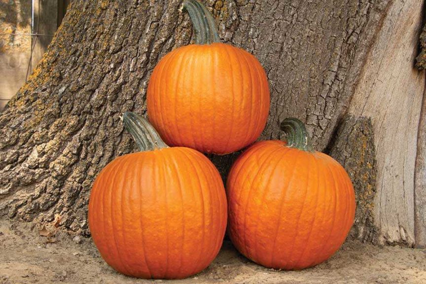 The Latest Pumpkin and Squash Varieties for Growers - Growing Produce