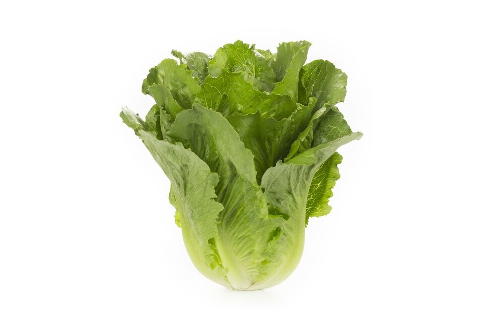 What the Future of Lettuce Breeding Could Look Like [Video] - Growing ...