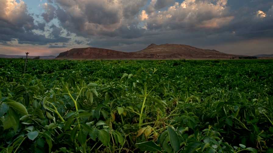Why It’s Time To Fall in Love with Potatoes - Growing Produce