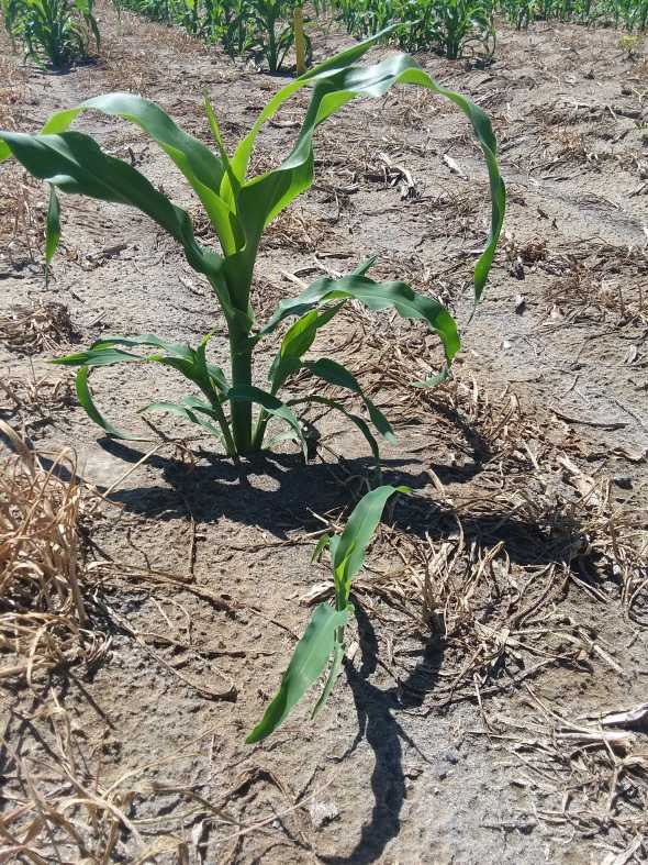 What Have We Learned from 30 Years of Sweet Corn Seed Treatment Trials ...