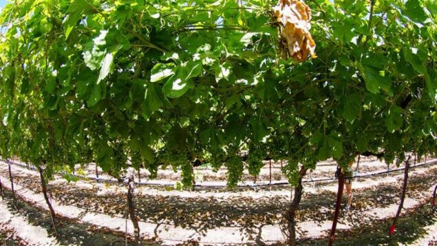 Ways To Develop a Nitrogen Management Plan For Table Grapes - Growing ...