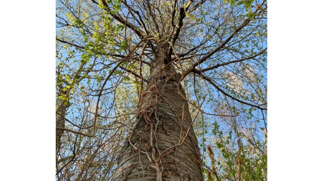 Harnessing Evolution as Cherry Production Systems Make Progress ...