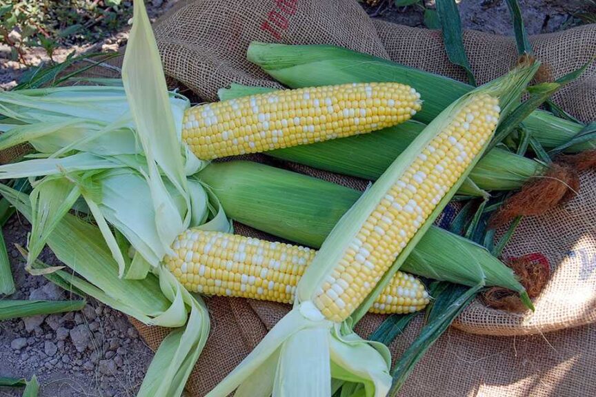 Varieties Of Sweet Corn – What Is Sweet Corn? The Surprising Truth You ...
