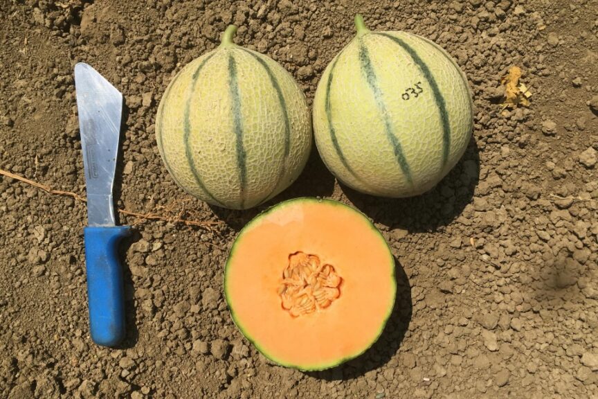 More Melon Varieties You Should Know and Grow - Growing Produce
