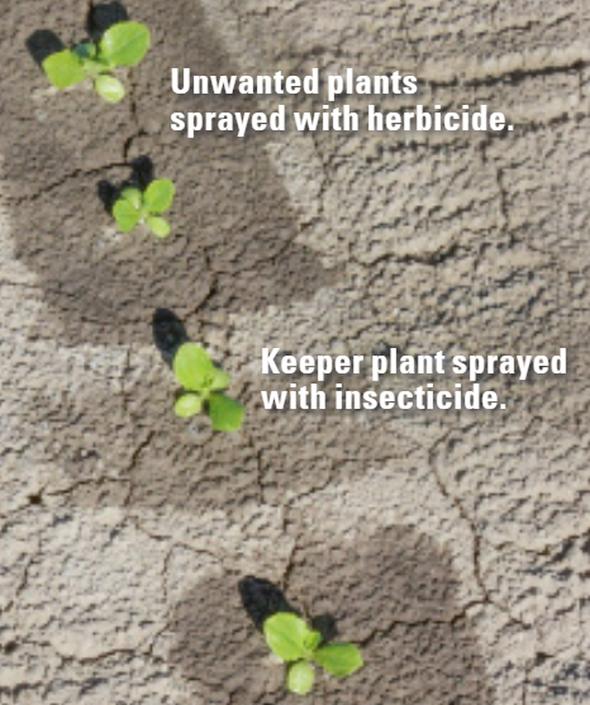Smart Sprayers Now Multitasking in the Field for Lettuce Growers ...
