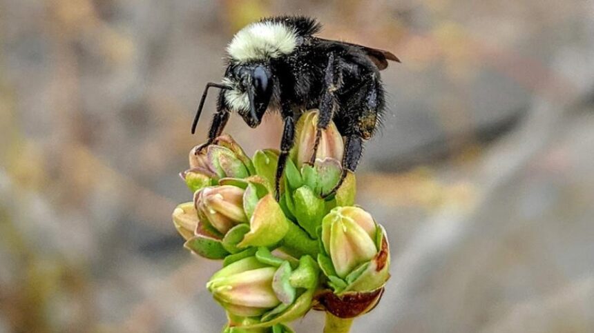 The Promise and Pitfalls of Using Managed Bumblebees for Blueberry ...