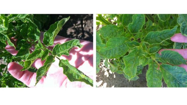 Can You Spot the Differences Between Potato Viruses and Leaf Symptoms ...