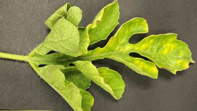 2 Mystery Plant Viruses a New Worry for Watermelon Growers in Florida ...