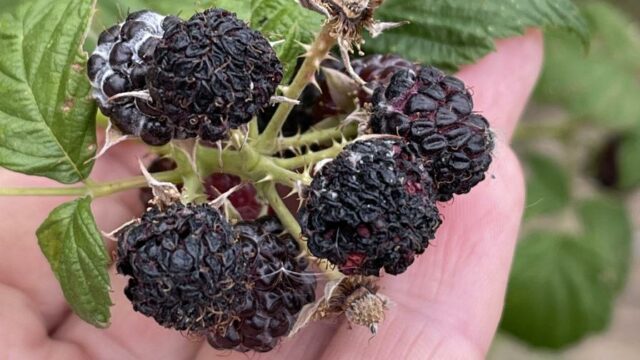 Historic Heat Wave Still Has PNW Berry Growers Feeling the Burn ...