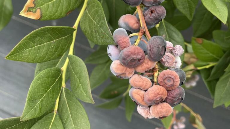 Historic Heat Wave Still Has PNW Berry Growers Feeling the Burn ...