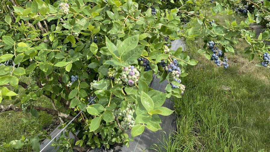 Fertilizer Done Right: Feed the Need of Your Blueberry Crops - Growing ...