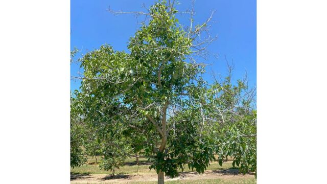 Why Walnut Growers Need to Prepare for a Fall Freeze Now - Growing Produce