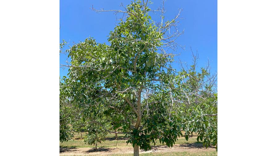 Why Walnut Growers Need to Prepare for a Fall Freeze Now - Growing Produce