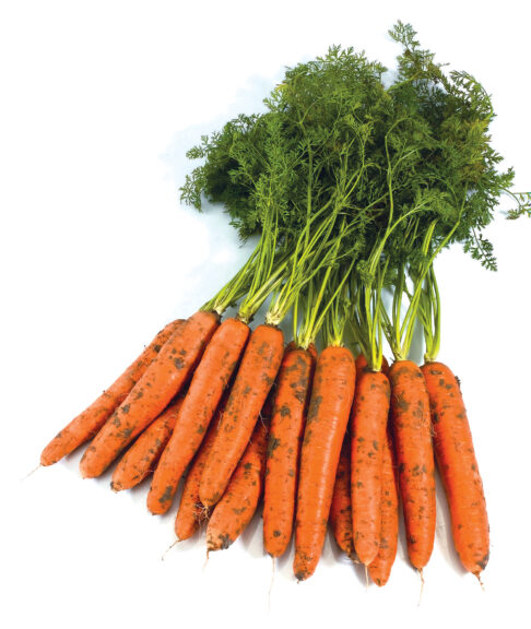 Top Carrot Varieties Ready for the Picking - Growing Produce