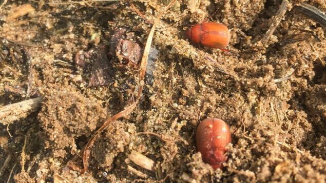 Asiatic Garden Beetle Is a Puzzling New Pest for Stone Fruit Growers ...