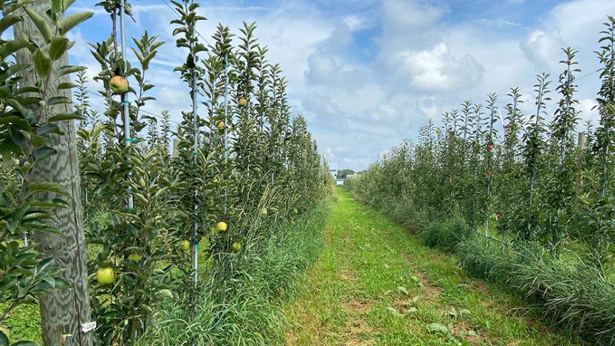 Top-Working of Trees in Apple Orchards Is on the Grow - Growing Produce