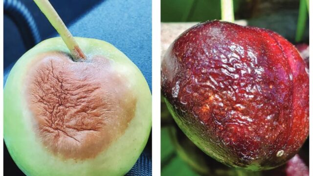 2021 Heat Dome Effect Puts a Lid on Pome Fruit Postharvest Plans ...